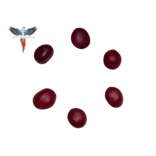 Red Mate Seed/Mate Rojo | Afro Caribe Botanicahttps://static.wixstatic ...