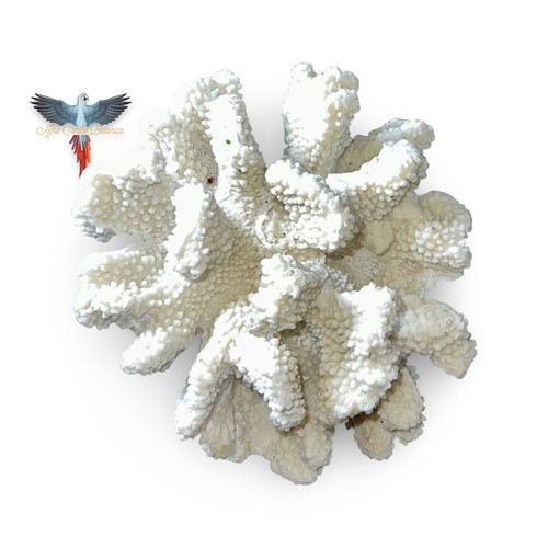 White Coral Reef Cluster - Sacred Sea Offering | Afro Caribe Botanica