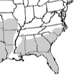 Coachwhip | Pesky Critters