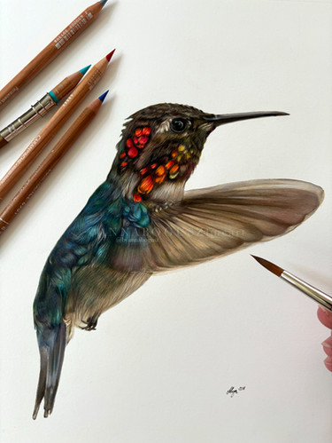 'Hummingbird study 1' ORIGINAL artwork | Anna Bogusz Artist
