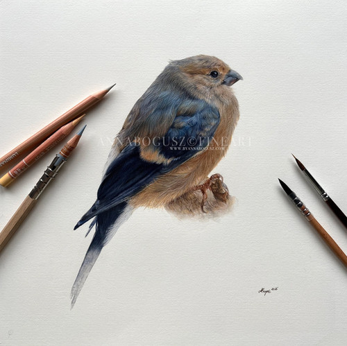 Bullfinch study ORIGINAL artwork | Anna Bogusz Artist