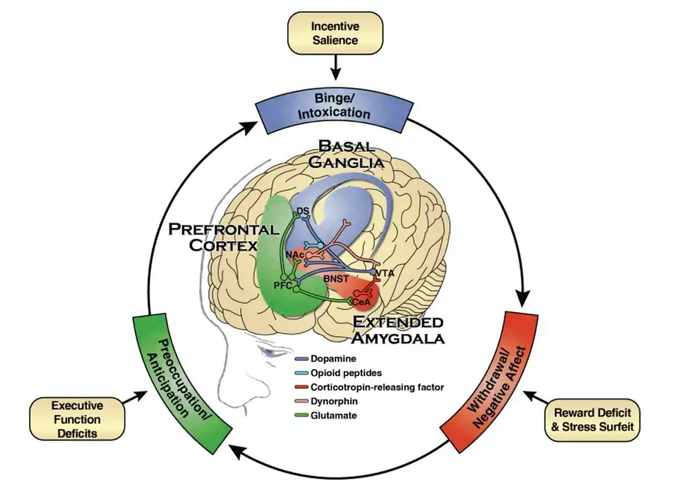 The neurobiology of addiction: exploring brain changes that occur with ...