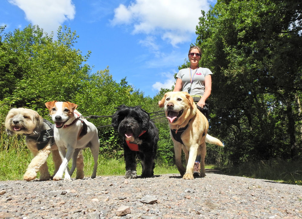 My favorite places to walk dogs in Taunton, Somerset.
