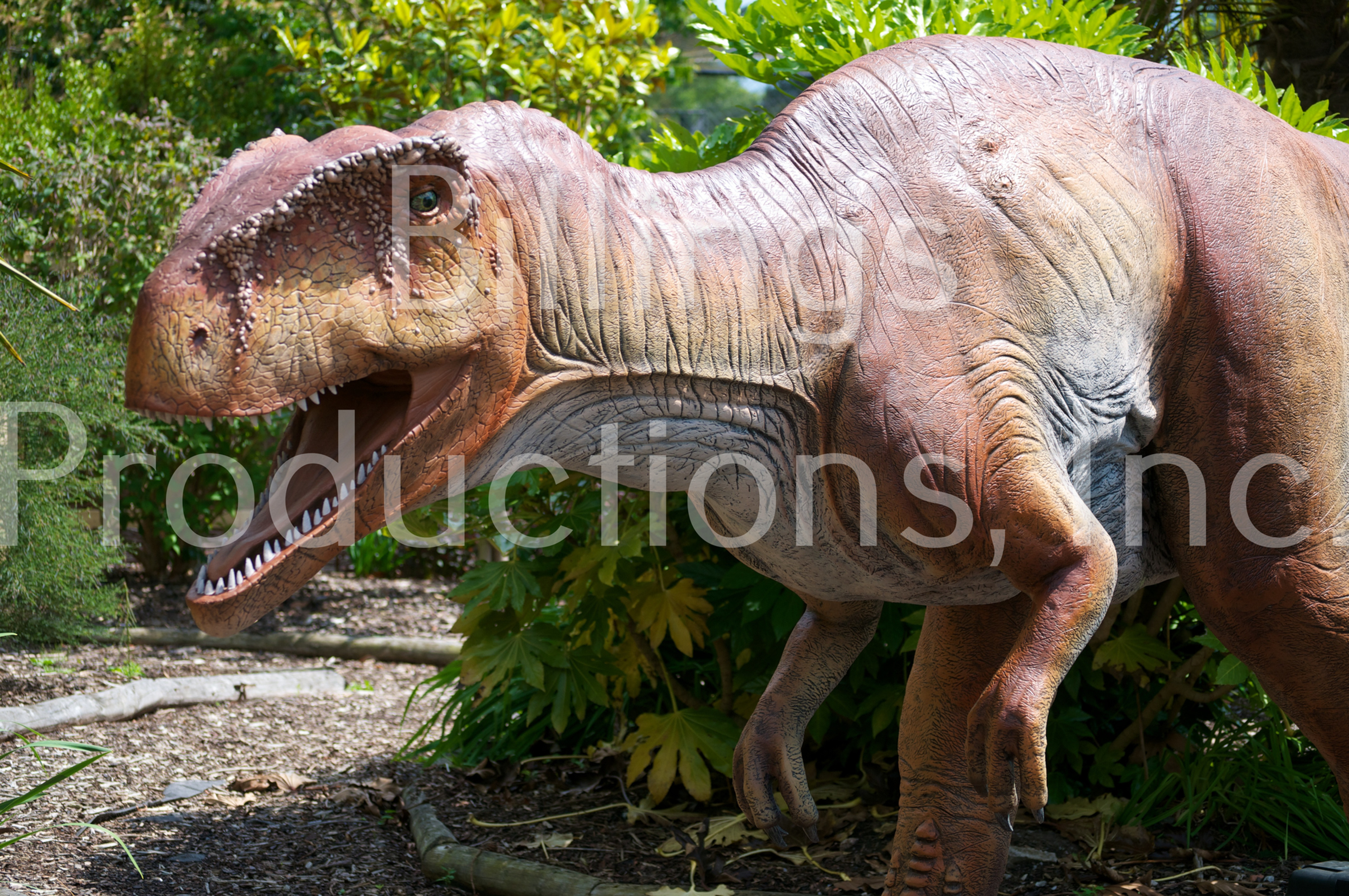 Rugops