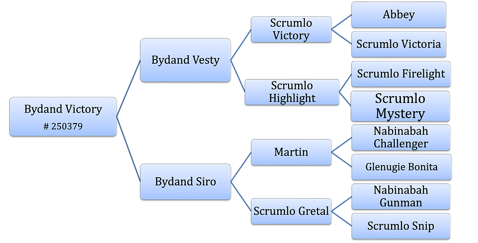 Bydand Australian stock horses for sale in Scone NSW