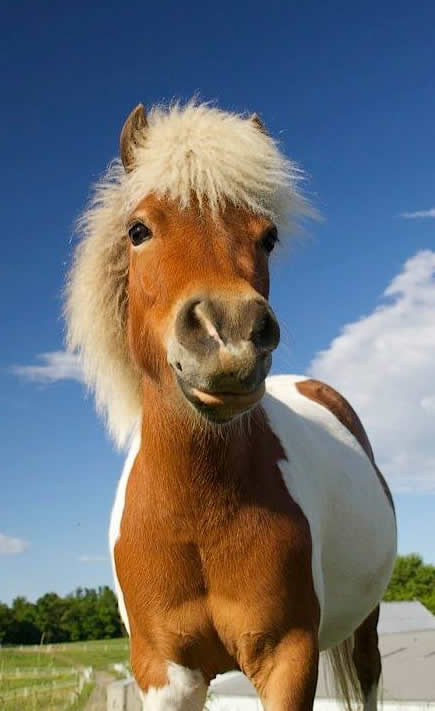 CCF Pen-Pal Ponies Program | Charming Creek Farm