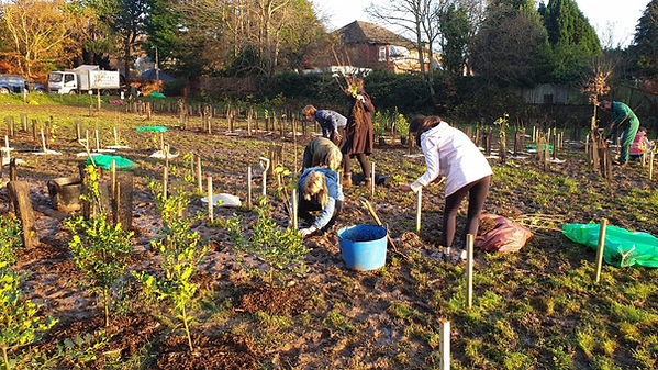 Tree Protection, Planting & Regeneration | Wirral Wildlife