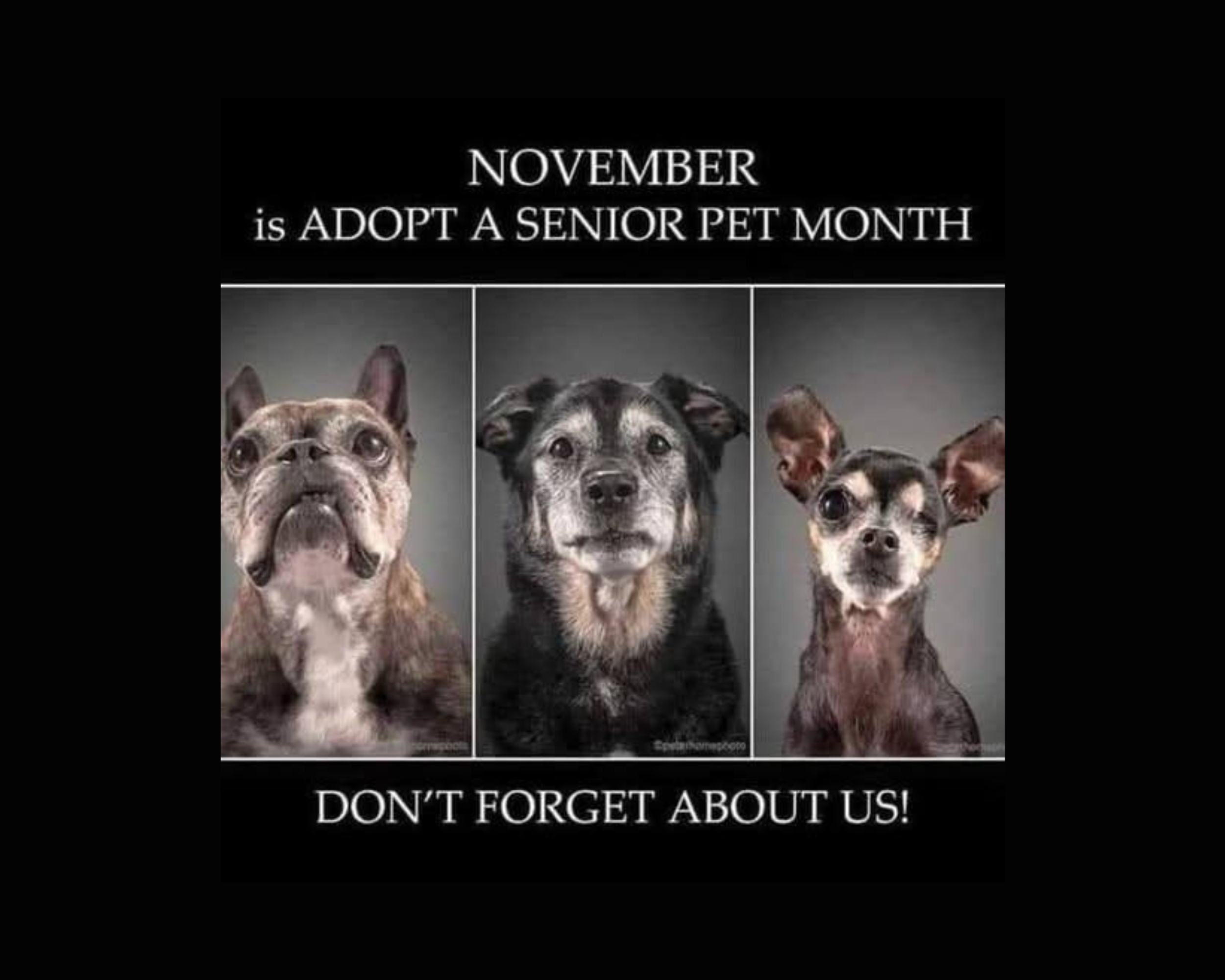 November: A Month to Honour Senior Pets and Responsible Care