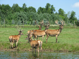 Gallery | Green Tree Red Deer