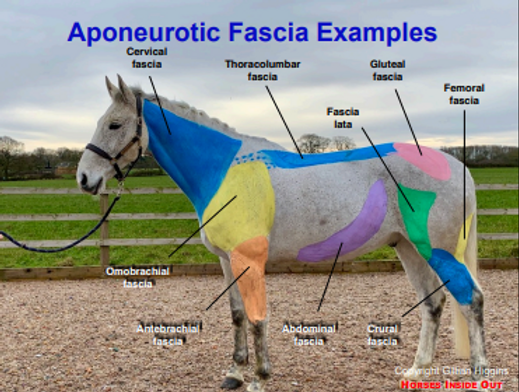 Understanding Fascia: Essential for Horse Owners and Trainers