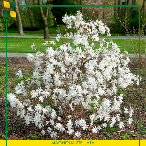 MAGNOLIA STELLATA – Магнолия звездчатая | MULTIFLORA
