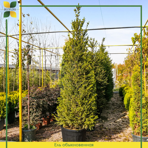 Ель обыкновенная / Picea excelsa | MULTIFLORA