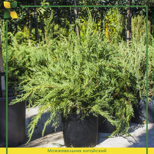Можжевельник китайский / Juniperus chin. Pfitzer. Compacta | MULTIFLORA