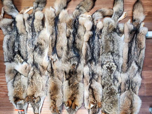 Tanned Dark Colored Coyote Pelt | My Site 2