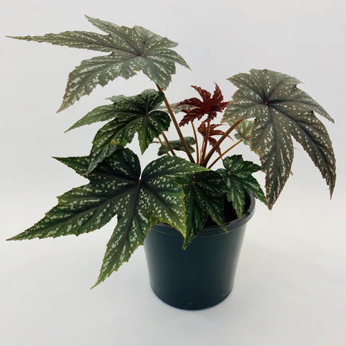 Begonia - GRYPHON | JungleDivine