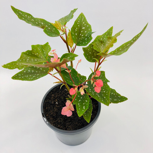 Begonia - MEDORA | JungleDivine
