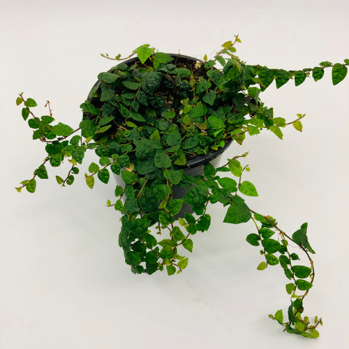 Ficus Pumila – MINIMA | JungleDivine