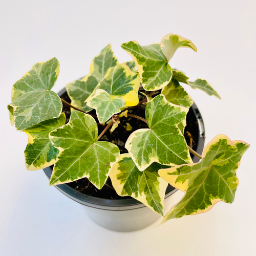 Hedera Helix – CASCADE GOLD | JungleDivine