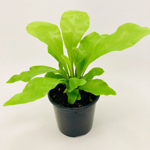 Asplenium Australascium - BIRDS NEST FERN FLAT LEAF | JungleDivine