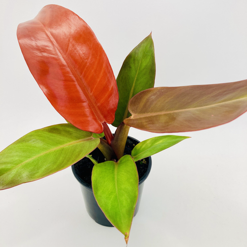 Philodendron – SUN RED | JungleDivine