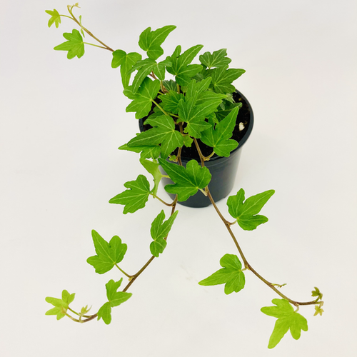 Hedera Helix - GREEN RIPPLE IVY | JungleDivine