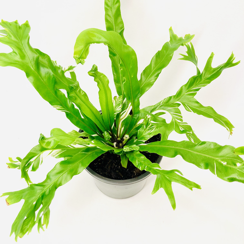 Asplenium Nidus Variegated – VARIEGATED BIRDS NEST FERN | JungleDivine