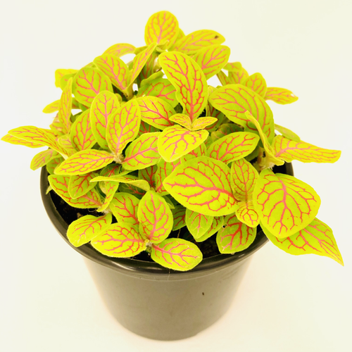 Fittonia Minima – SKELETON | JungleDivine