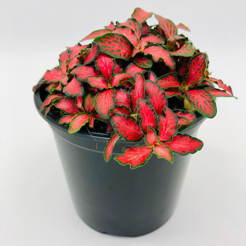 Fittonia Minima- RED | JungleDivine
