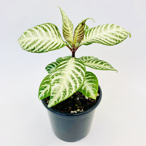 Aphelandra - SNOW WHITE | JungleDivine