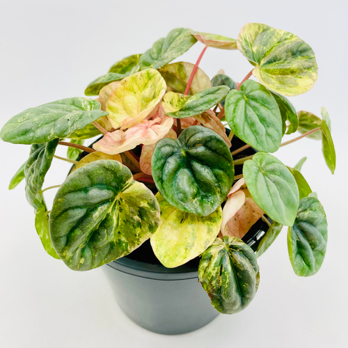 Peperomia Caperata – VARIEGATED RIPPLE | JungleDivine