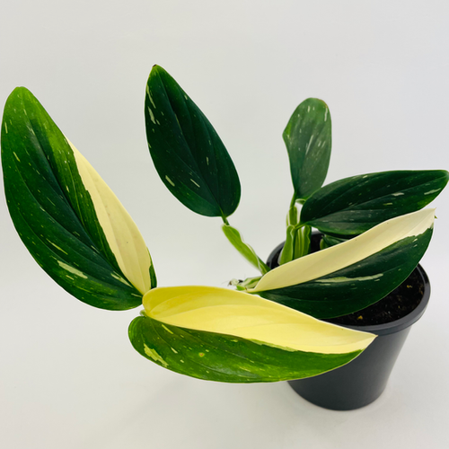 Monstera - STANDLEYANA | JungleDivine