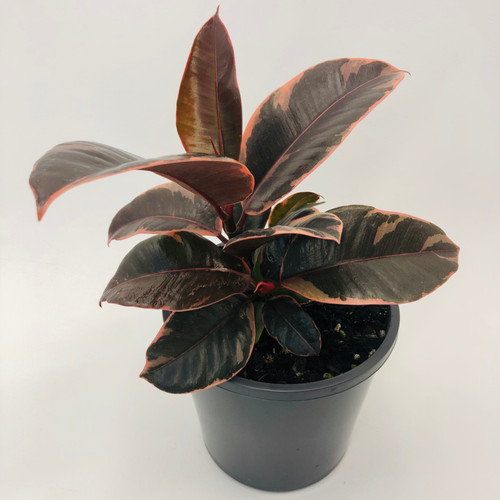 Ficus Elastica Ruby – RUBBER PLANT | JungleDivine