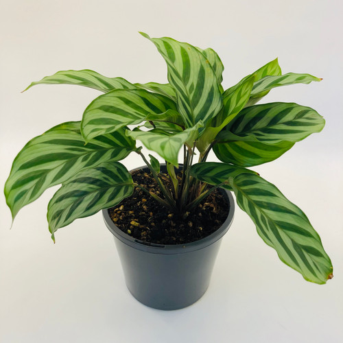 Calathea Louisae - FREDDY | JungleDivine
