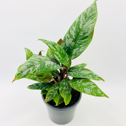 Apoballis Acuminatissima – RED SWORD | JungleDivine