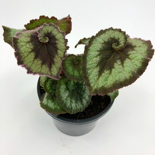 Begonia Rex - ESCARGOT | JungleDivine