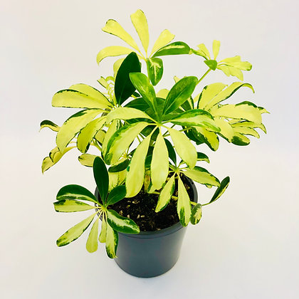 Schefflera Variegated (Dwarf) – VARIEGATED UMBRELLA TREE | JungleDivine