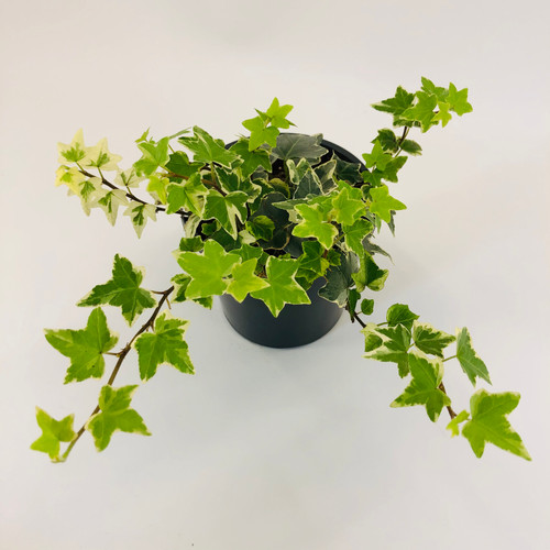 Hedera Helix – VARIEGATED IVY | JungleDivine