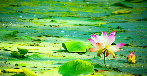 How Is Makhana Made | Sounak Global | Makhana Export from India