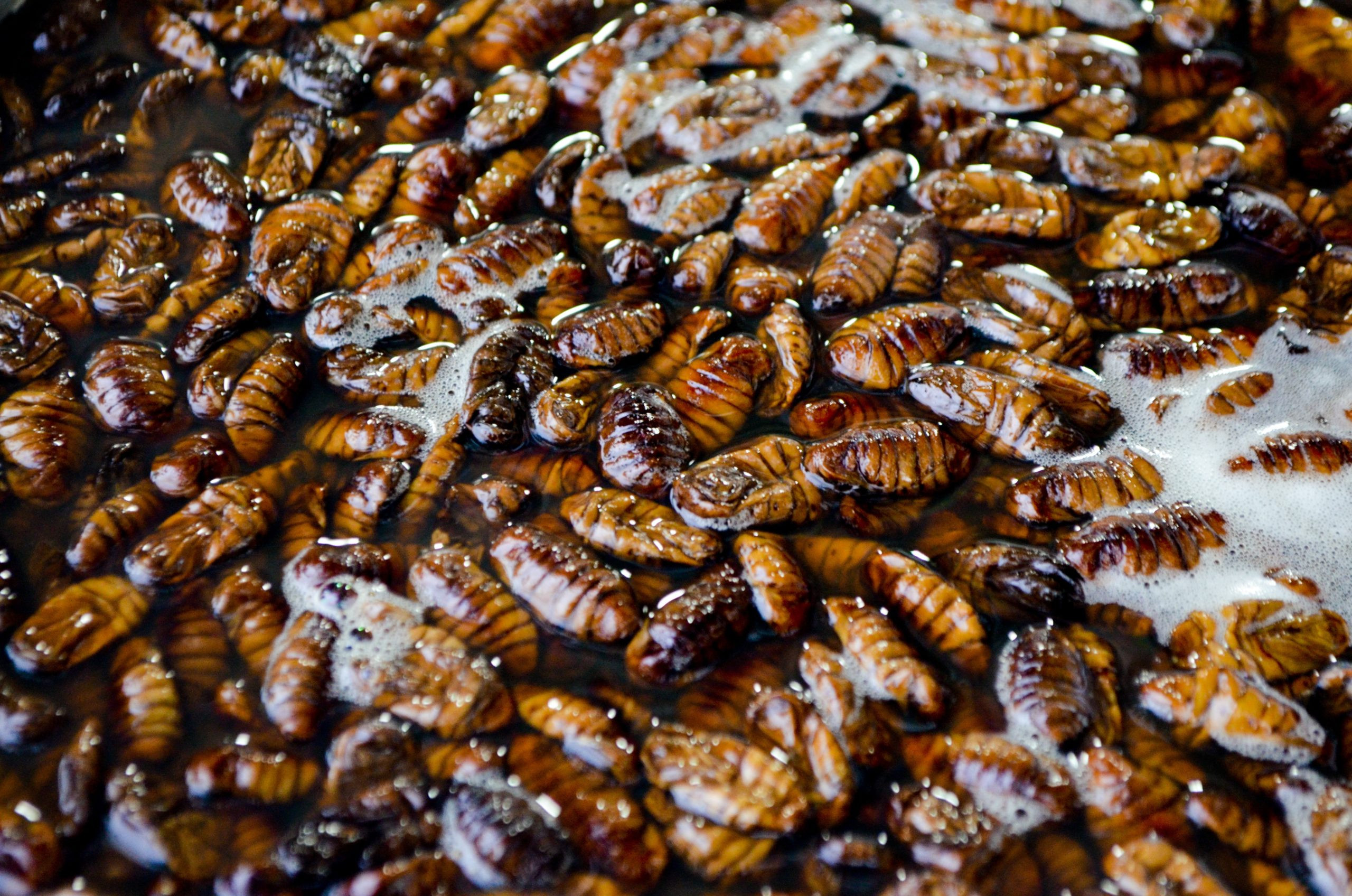 Cockroaches | Worldwide Pest