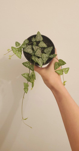 Strings of Arrows | plantit