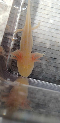 Rizz (4"-5" Hypomelanistic Albino Melanoid) | Mysite
