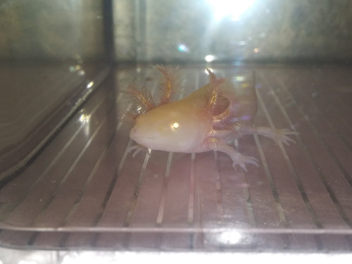 Bismo Funyuns (3" Light Golden Albino) | Mysite