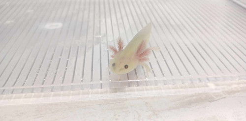 Hydro Buddah (3" GFP Melanoid Axanthic Copper)MAC | Mysite