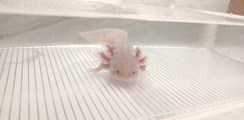 One Digestion (6" Copper Axanthic) | Mysite