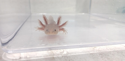 Unlimited Breadsticks (4" Melanoid Axanthic Copper HET HYPO) | Mysite