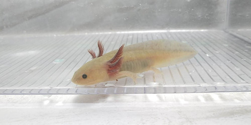 Trench Booger (3" GFP Copper Melanoid) | Mysite