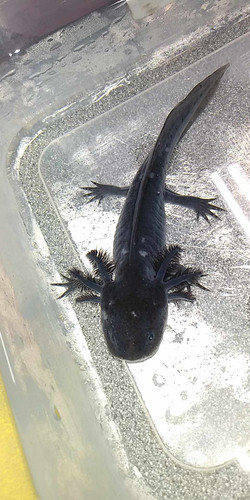 Head & Shoulders (6" Dark Melanoid MOSAIC) | Mysite