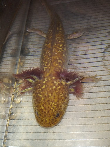 Twix ( 7" High Iridophore Copper) | Mysite