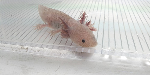 Dr. Acula (4" Copper Axanthic) | Mysite