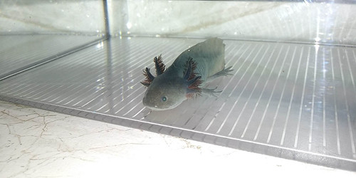 Your Fly Is Down (4" GFP Melanoid) | Mysite